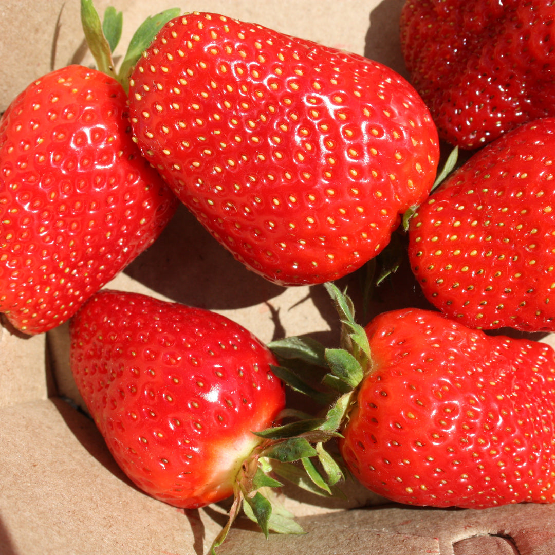 Strawberries – Production Lareault
