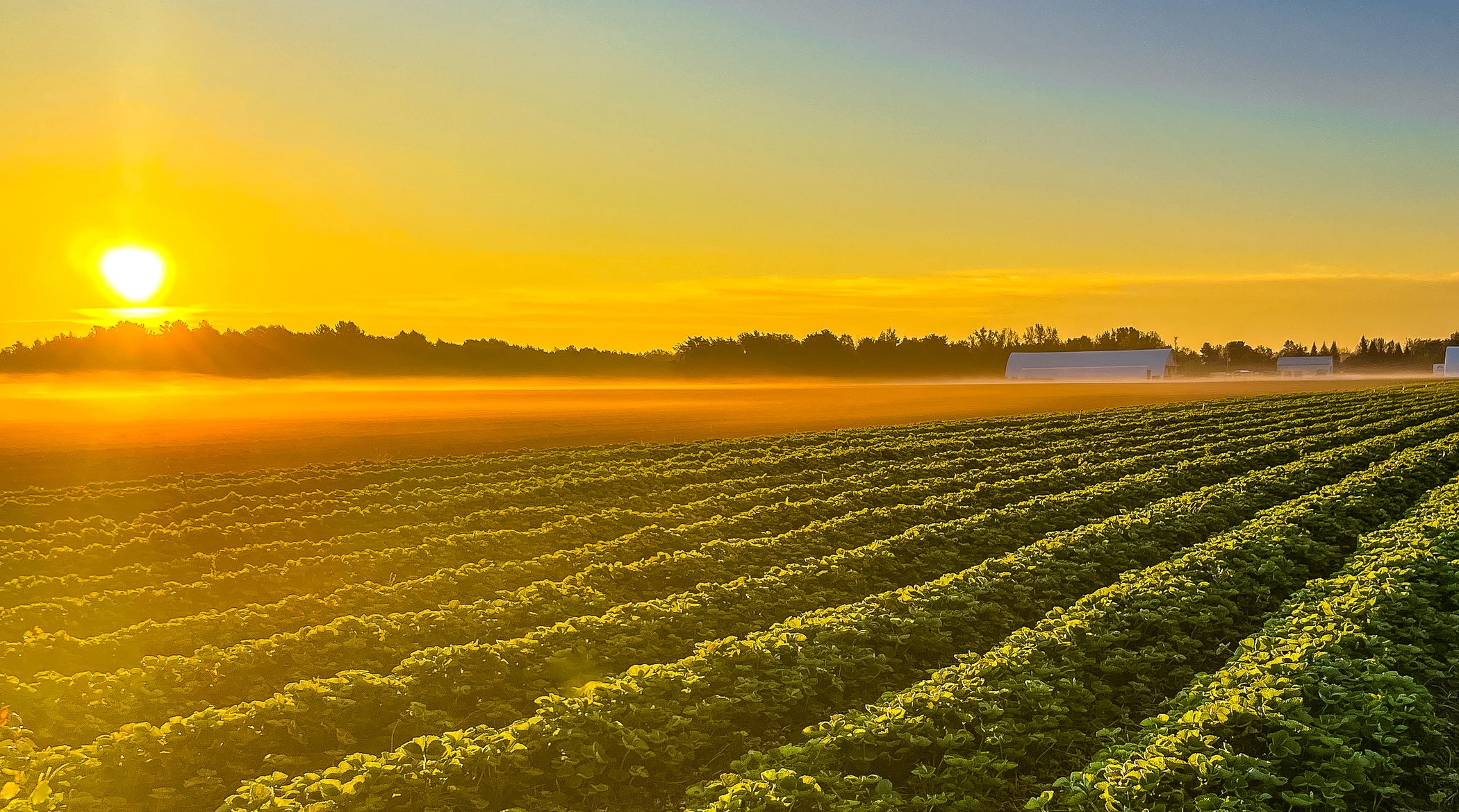 Small berry and fruit plant nursery - Production Lareault