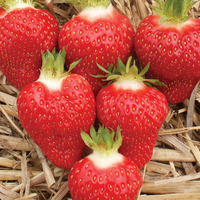 Fraisiers – Production Lareault