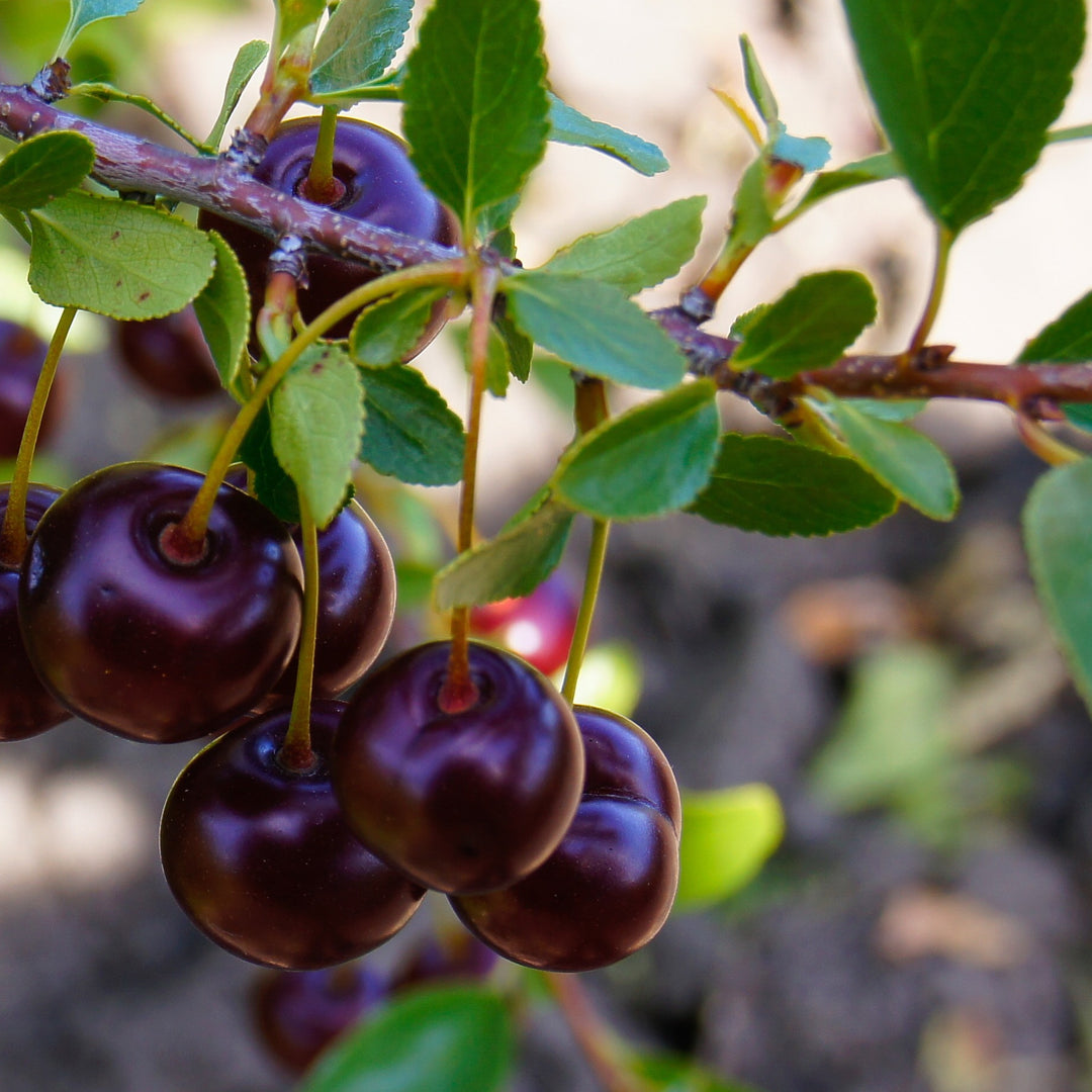 Small berry and fruit plant nursery - Production Lareault