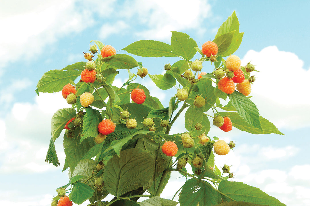 Double Gold - Raspberry Bare Root Plant – Production Lareault