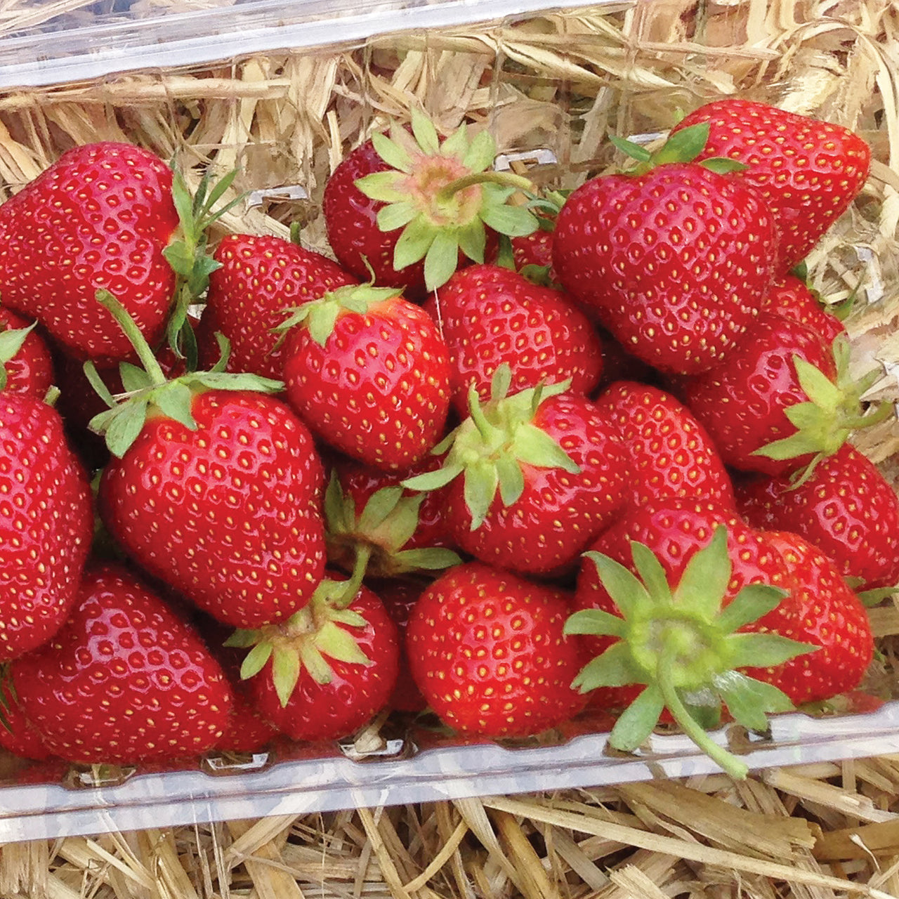Fraisiers – Production Lareault