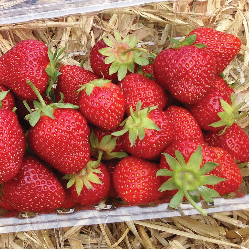 Strawberries – Production Lareault