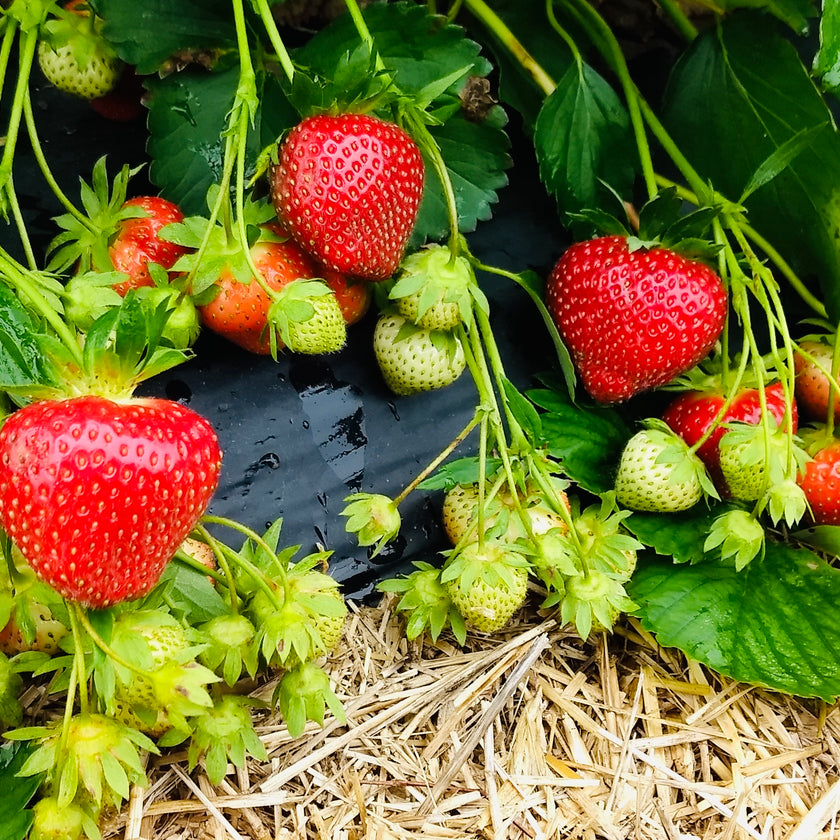 Fraisiers – Production Lareault