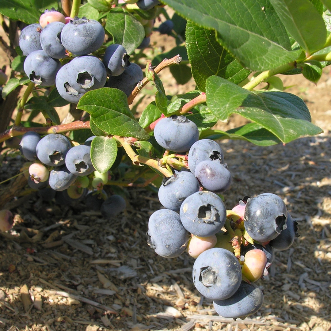 Pépinière de petits fruits et baies - Production Lareault