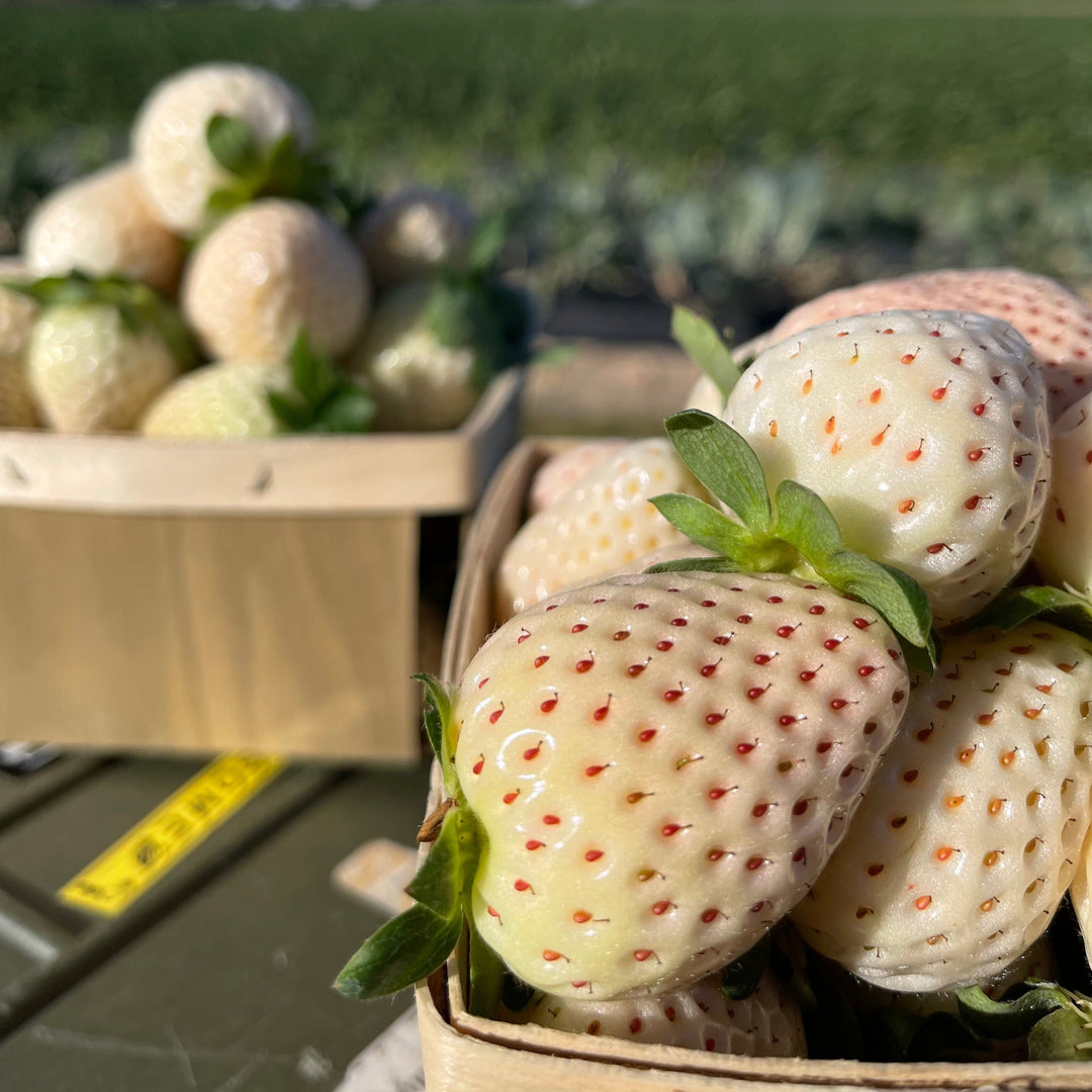 Fraisiers – Production Lareault
