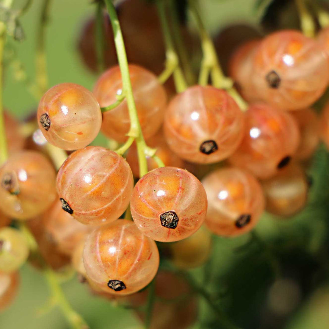 Pépinière de petits fruits et baies - Production Lareault