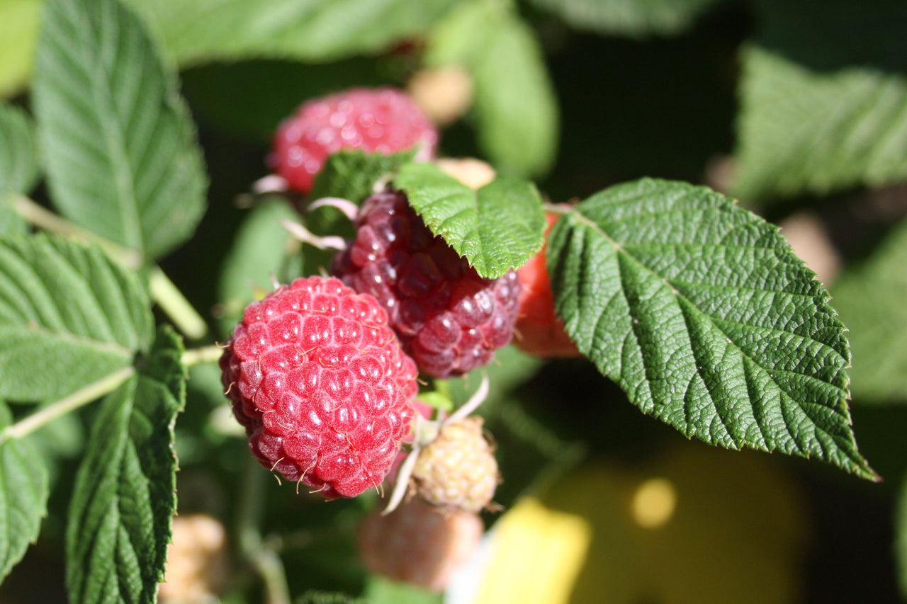 Royalty - Raspberry Bare Root Plant – Production Lareault