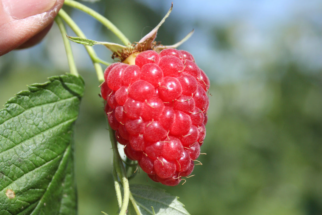 Tulameen - Raspberry Bare Root Plant – Production Lareault